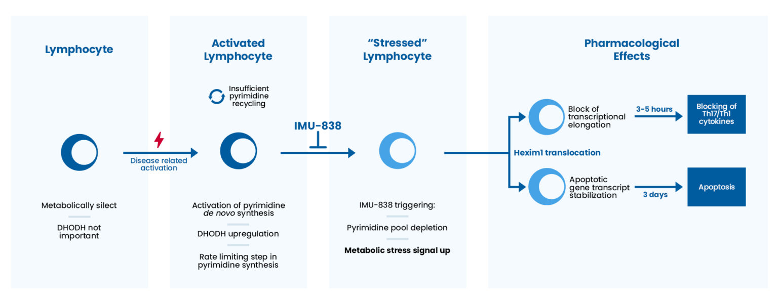 Immunic Therapeutics - vidofludimus calcium (IMU-838): Targeting DHODH